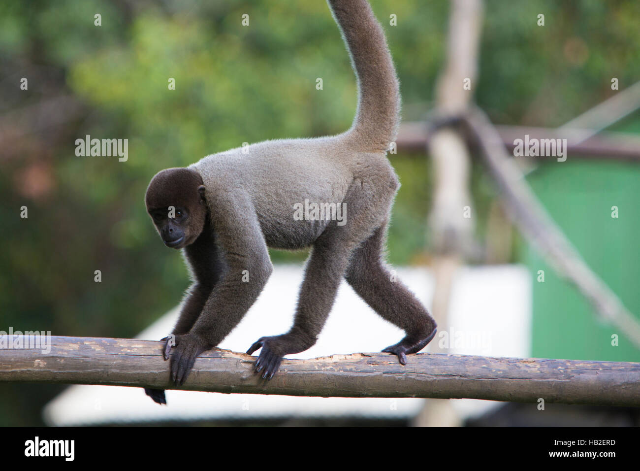 Monkey sitting in outdoors park, Manaus, Brazil Stock Photo - Alamy