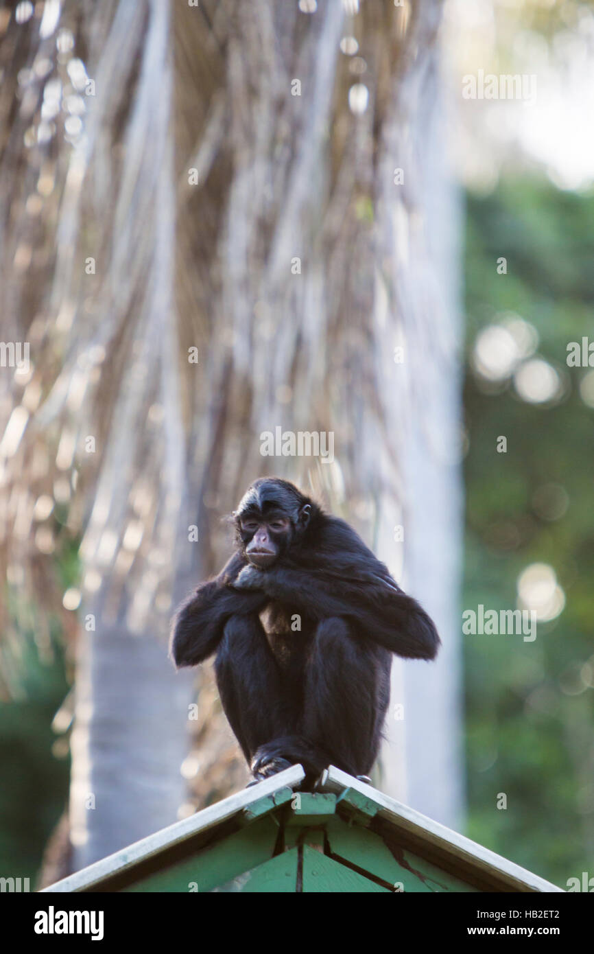 Bored chimpanzee sitting on a roof at the zoo of Manaus, Brazil Stock ...