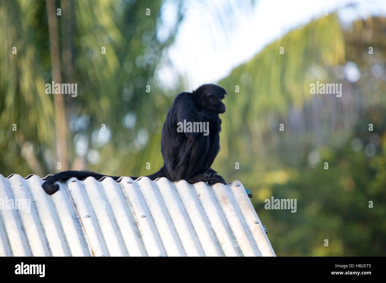 Standing monkey hi-res stock photography and images - Alamy