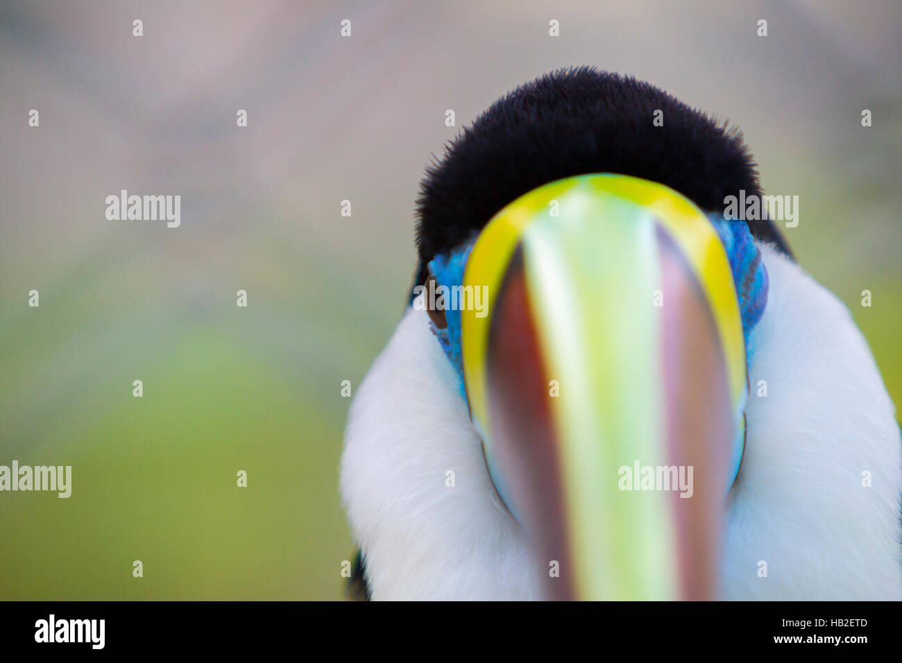 Colorful toucan bird in Manaus, Amazonas. Brazil Stock Photo - Alamy