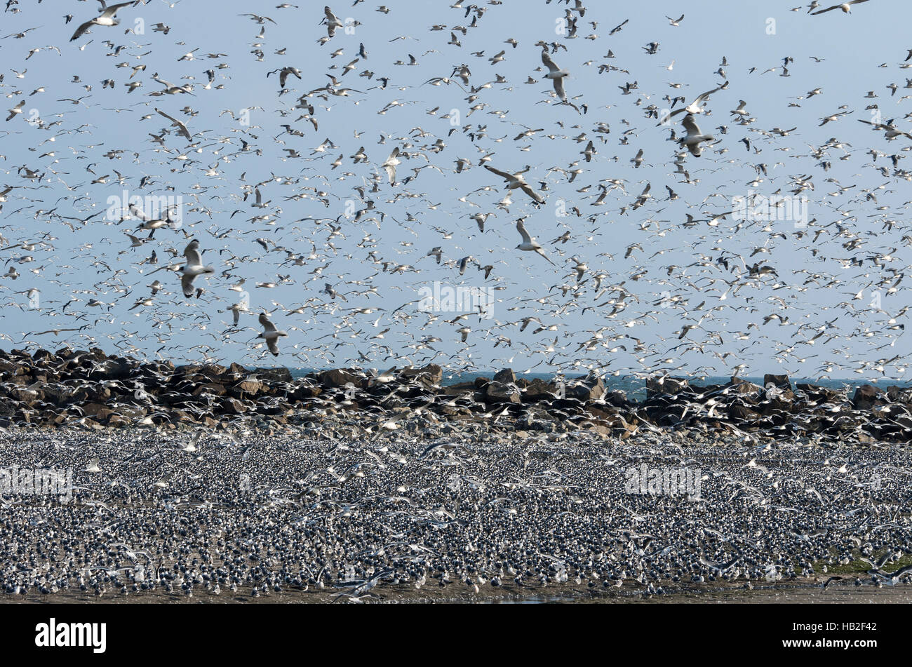 Flock of birds in La Punta, El Callao, Peru Stock Photo - Alamy
