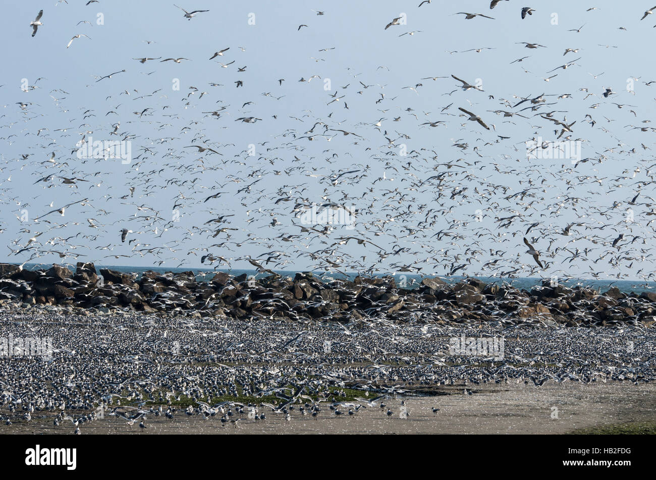 Flock of birds in La Punta, El Callao, Peru Stock Photo - Alamy