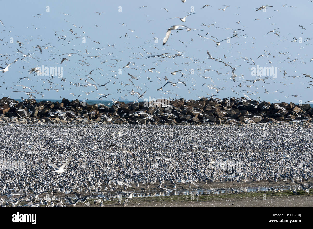 Flock of birds in La Punta, El Callao, Peru Stock Photo - Alamy