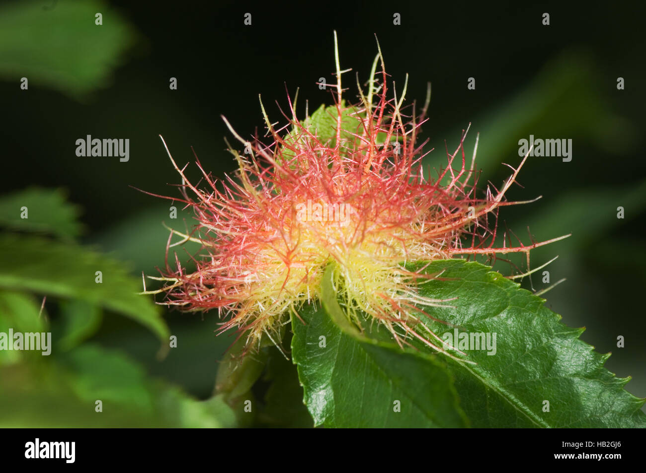 Spiny blossom hi-res stock photography and images - Alamy
