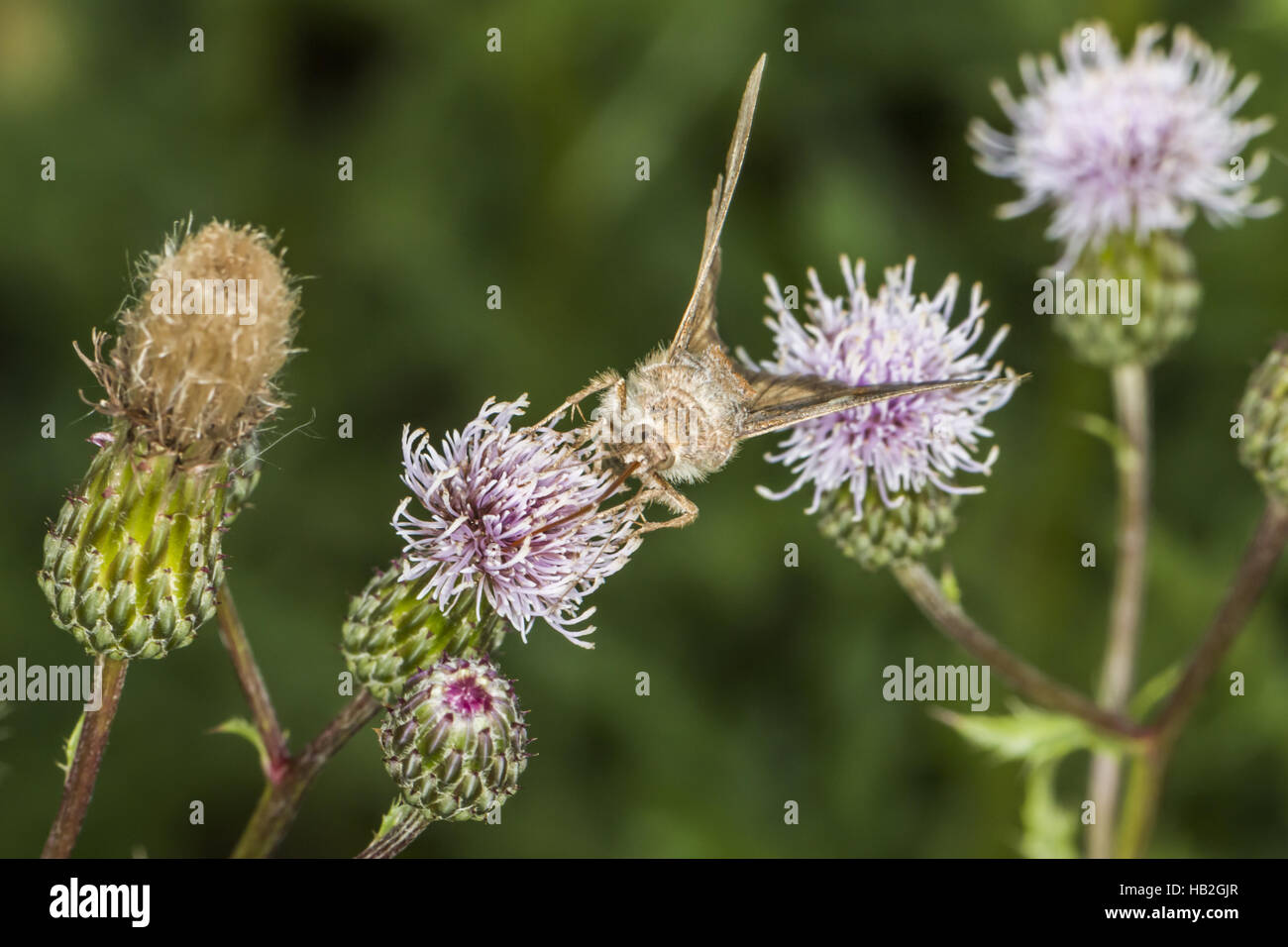 Silver Y moth (Autographa gamma Stock Photo - Alamy