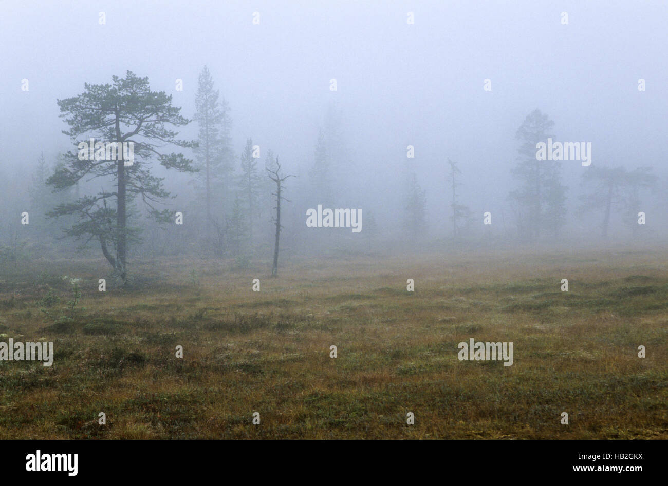 Moor sceneries hi-res stock photography and images - Alamy