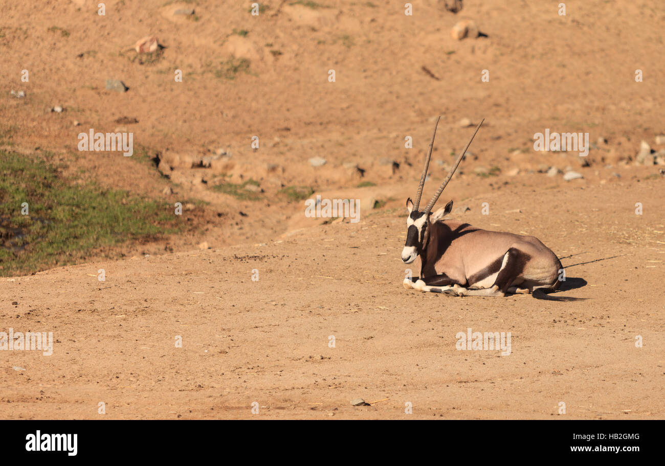Gazelle with long horns hi-res stock photography and images - Alamy