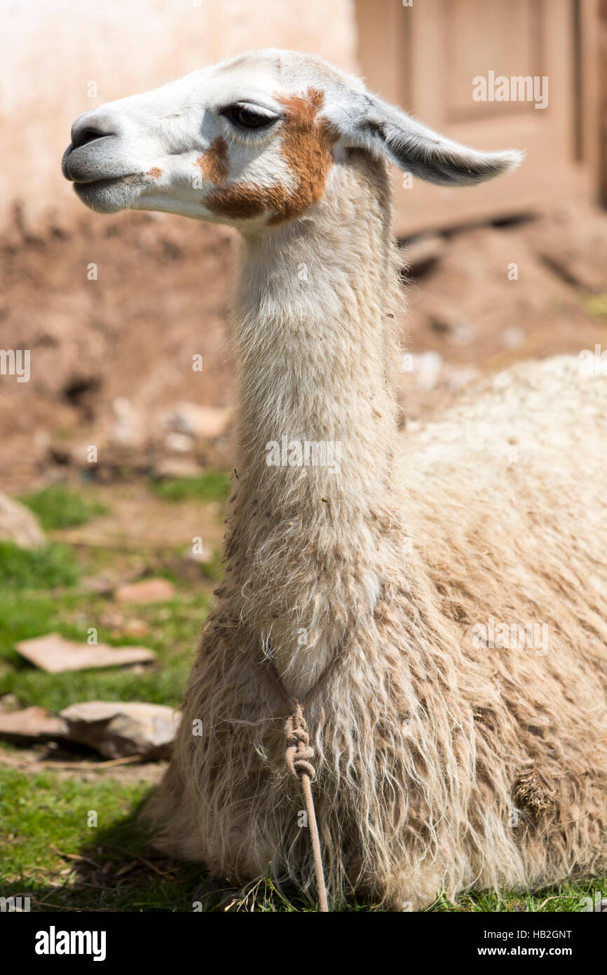 Nice baby lama portrait in cusco hi-res stock photography and images ...