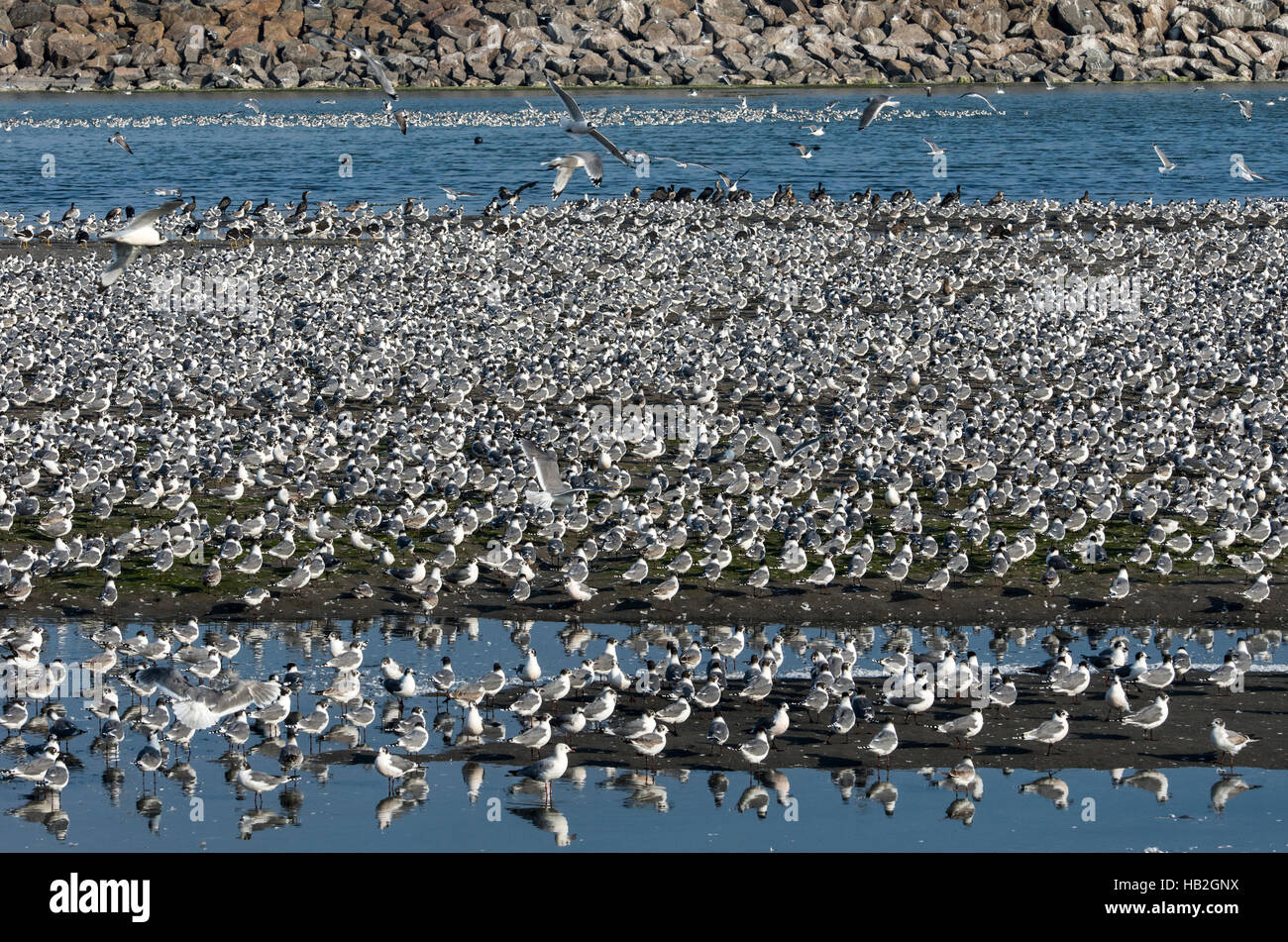 Flock of birds in La Punta, El Callao, Peru Stock Photo - Alamy