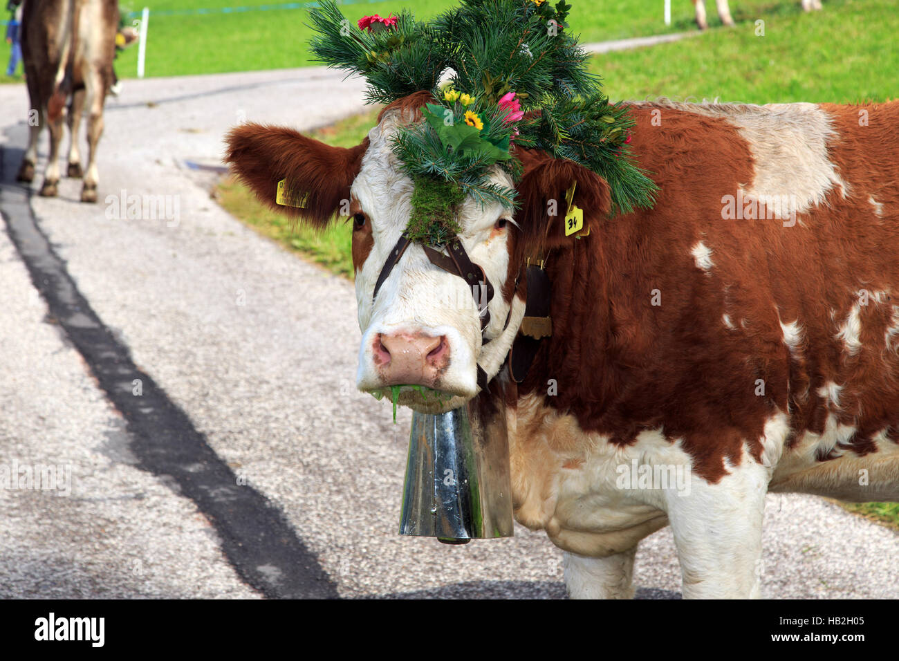 Almabtrieb südtirol hi-res stock photography and images - Alamy
