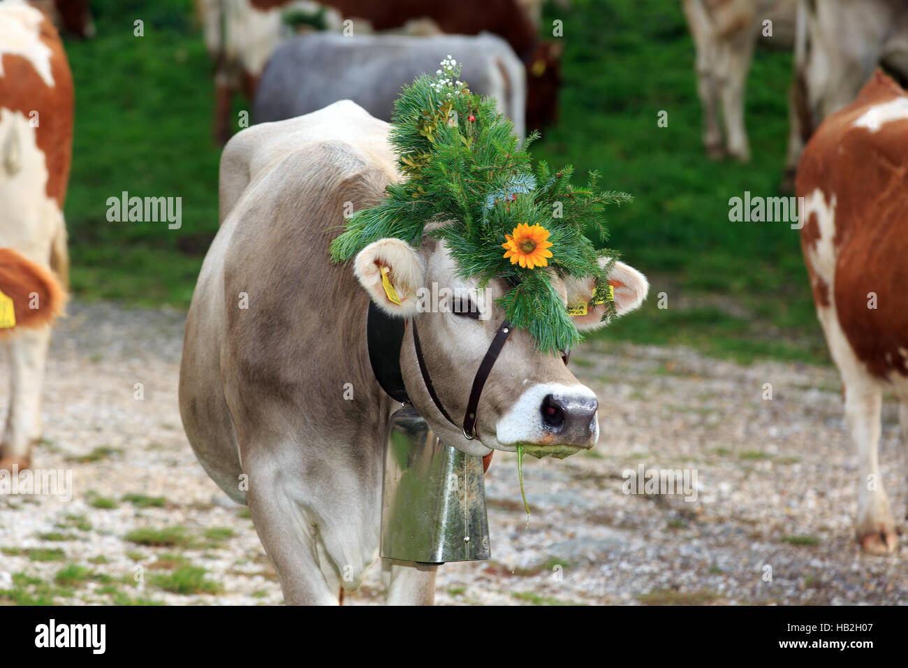 Almabtrieb südtirol hi-res stock photography and images - Alamy