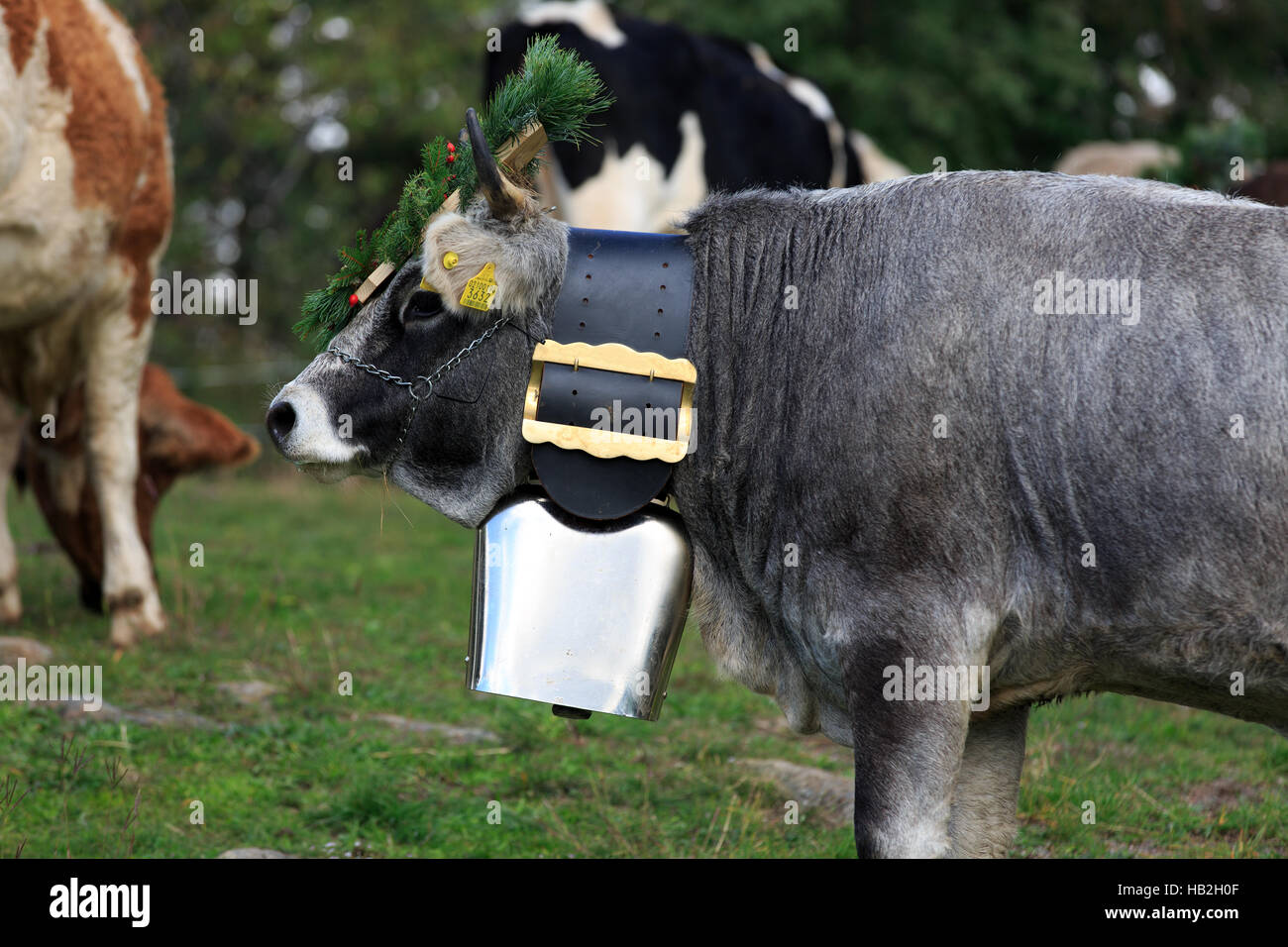Almabtrieb südtirol hi-res stock photography and images - Alamy