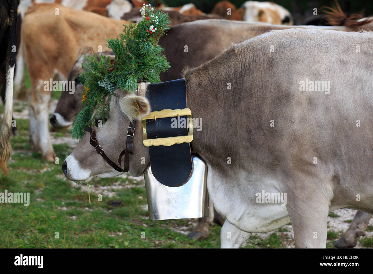 Almabtrieb südtirol hi-res stock photography and images - Alamy