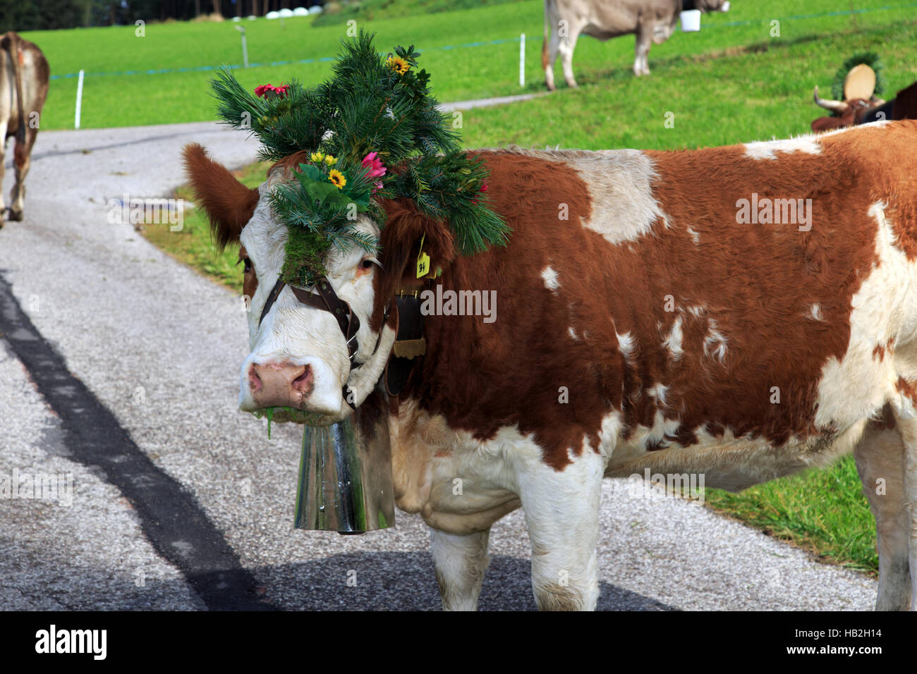 Alm almabtrieb hi-res stock photography and images - Alamy