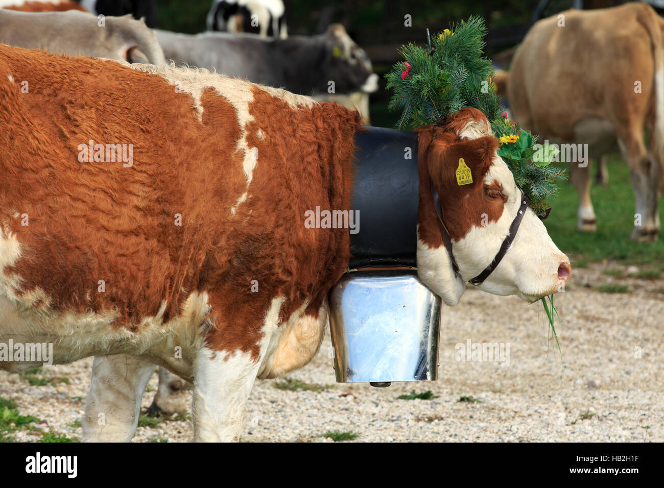 Almabtrieb südtirol hi-res stock photography and images - Alamy