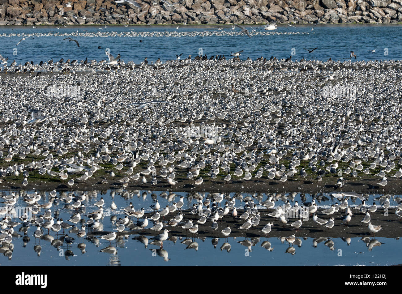 Flock of birds in La Punta, El Callao, Peru Stock Photo - Alamy