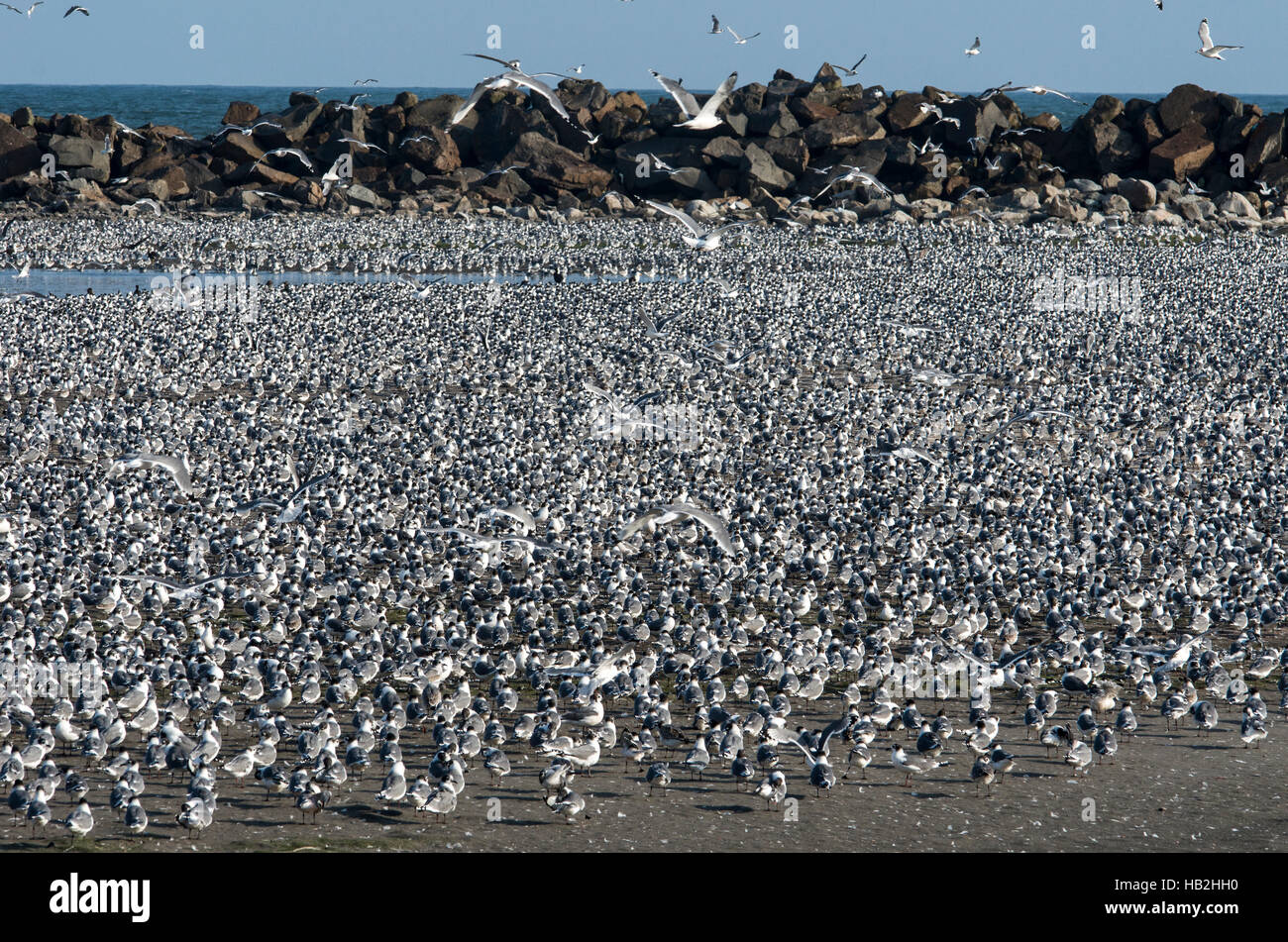 Flock of birds in La Punta, El Callao, Peru Stock Photo - Alamy