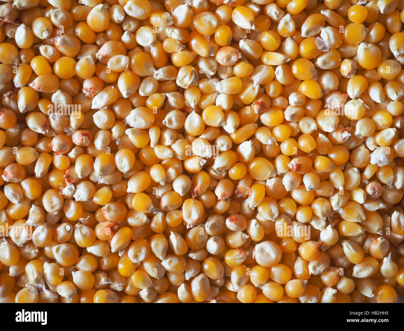 Pop corn maize Stock Photo - Alamy