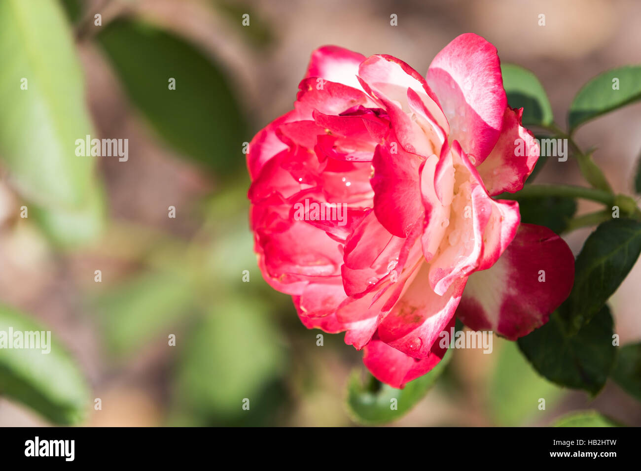 A Red and White Rose, Winter Park, Orlando, FloridaWinter Park, Orlando ...