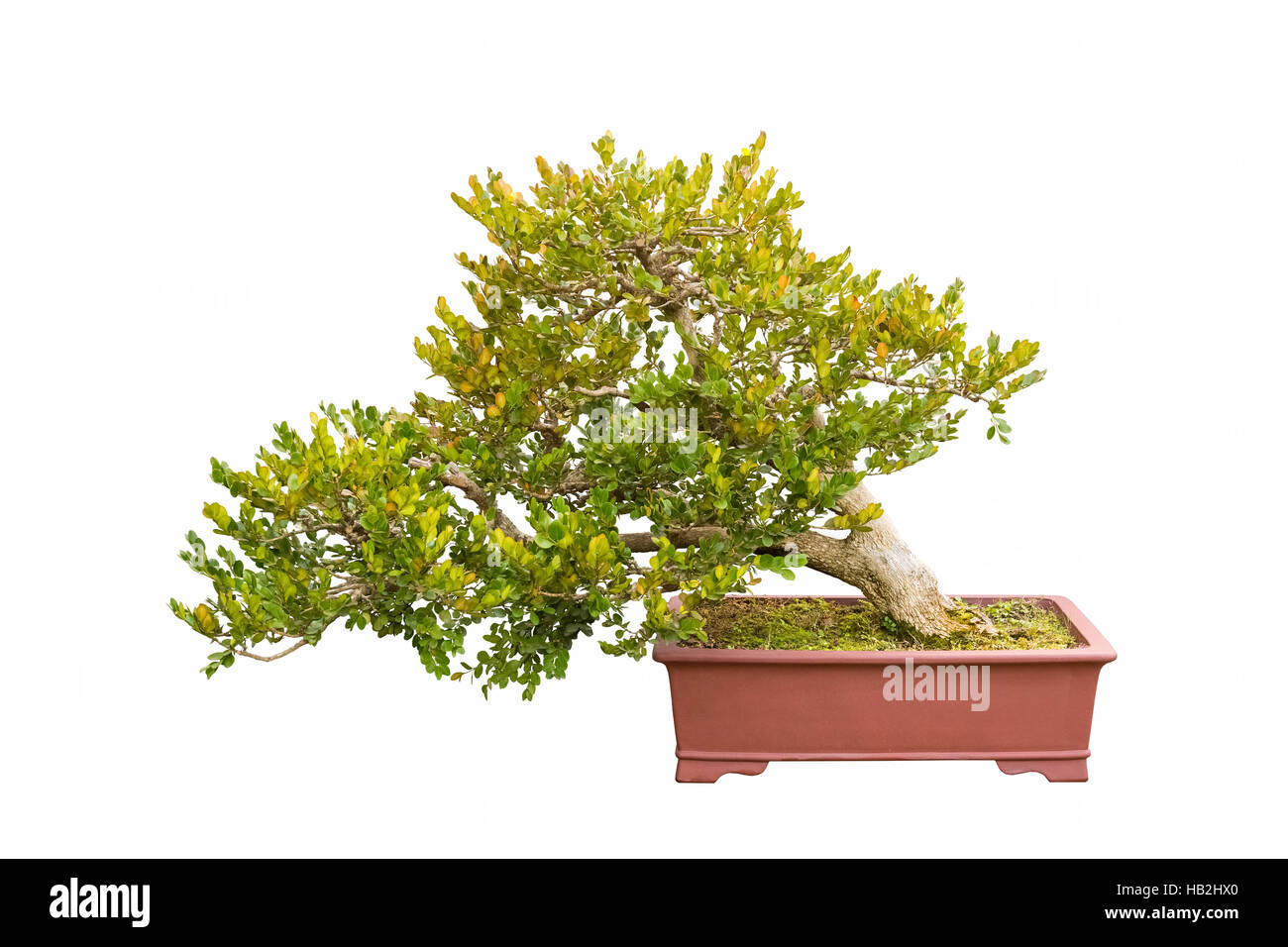 bonsai tree of chinese littleleaf box Stock Photo - Alamy