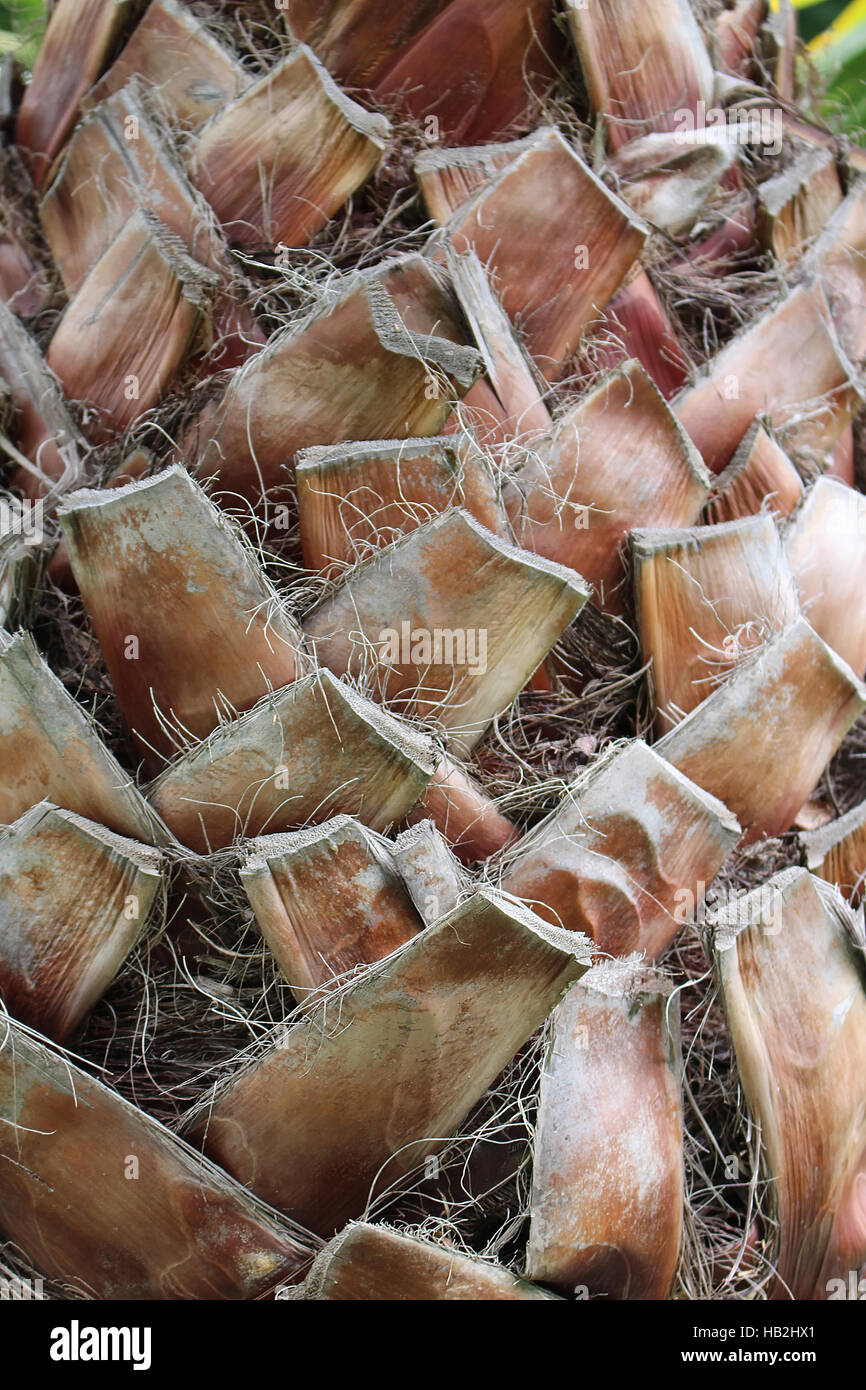 Palm tree fibers hi-res stock photography and images - Alamy