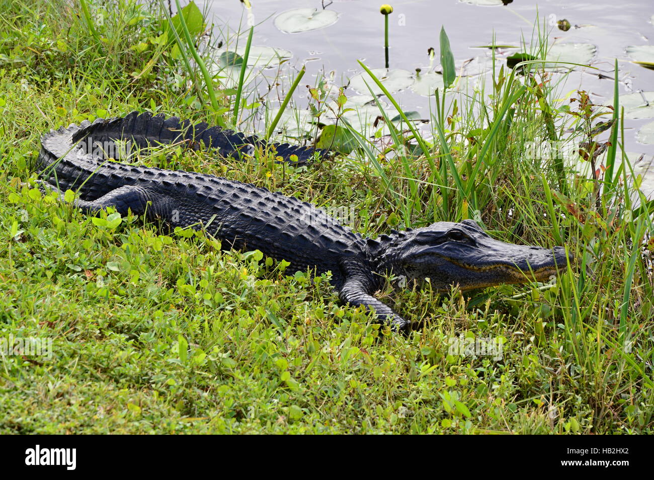 Alligator pflanze hi-res stock photography and images - Alamy