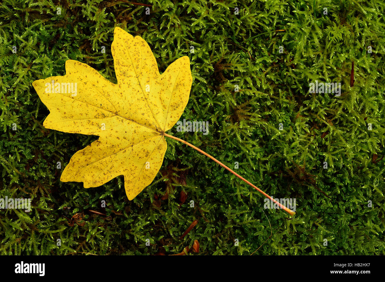 Field maple leaf hi-res stock photography and images - Alamy