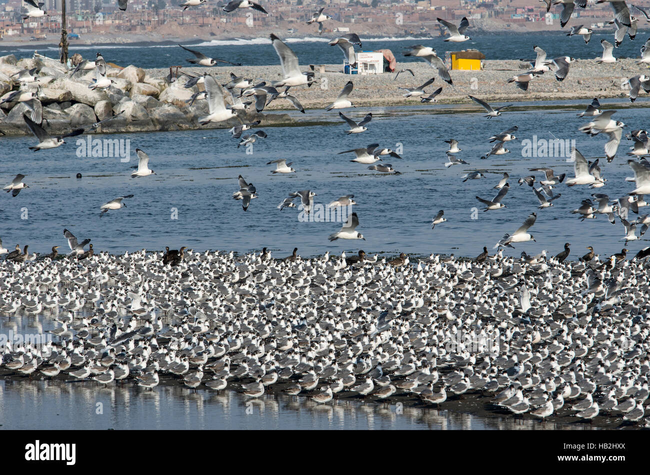 Flock of birds in La Punta, El Callao, Peru Stock Photo - Alamy