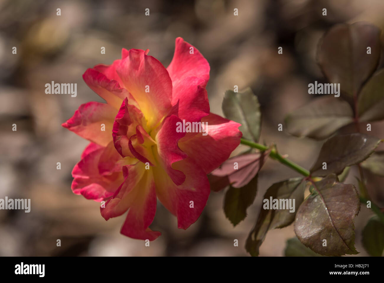 A Yellow Orange Red Rose, Winter Park, Orlando, Florida Stock Photo - Alamy