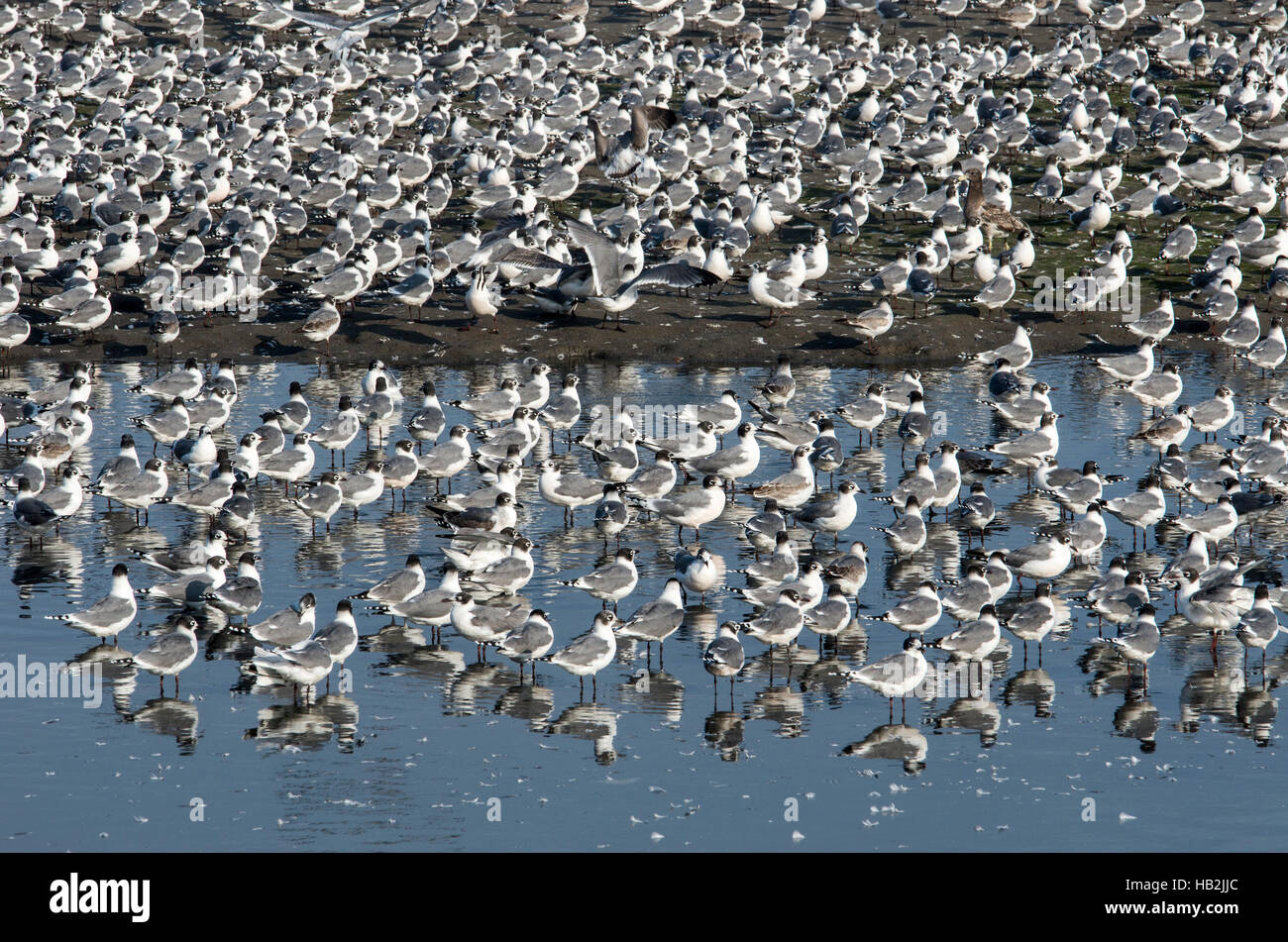 Flock of birds in La Punta, El Callao, Peru Stock Photo - Alamy