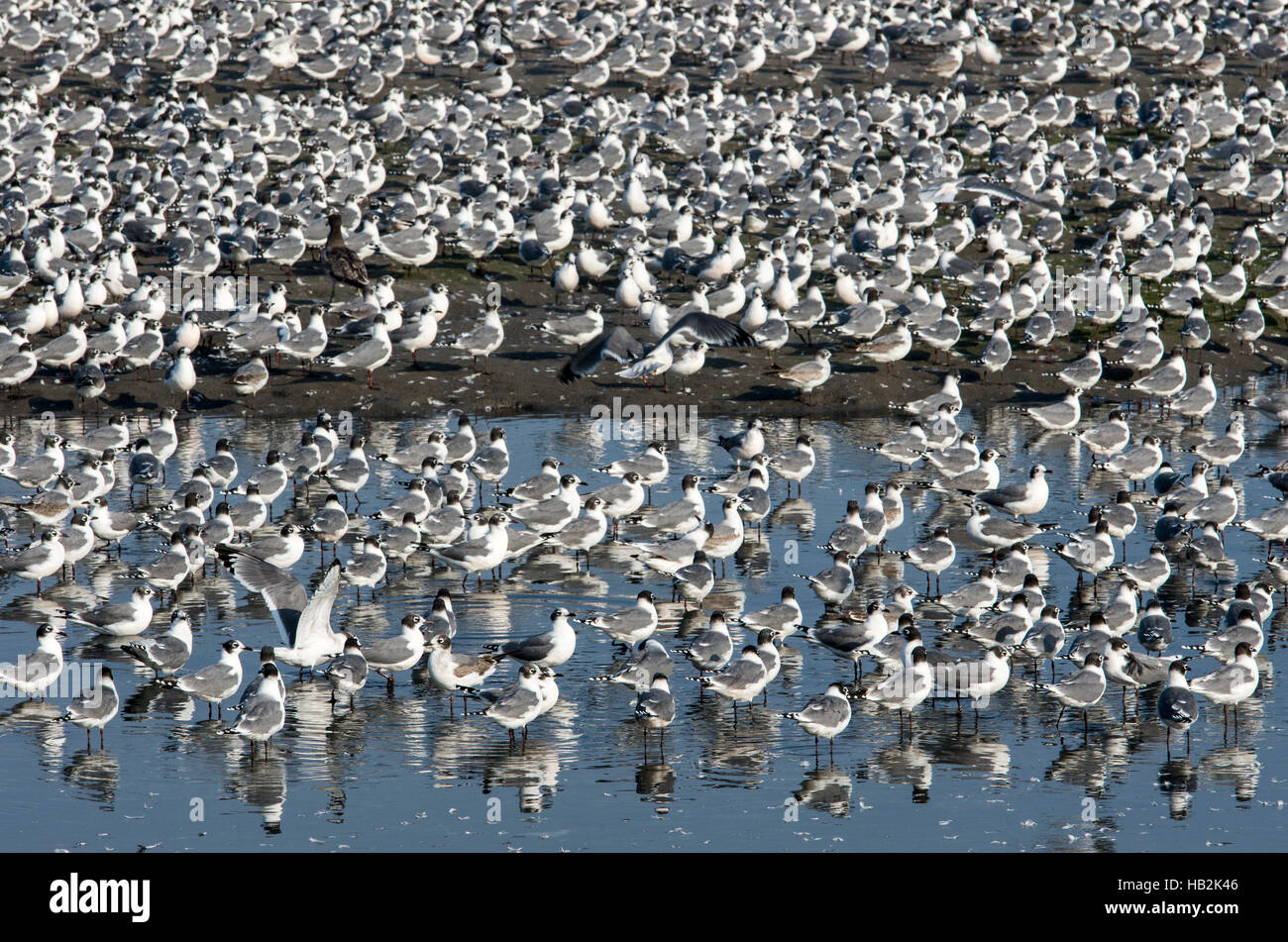 Flock of birds in La Punta, El Callao, Peru Stock Photo - Alamy