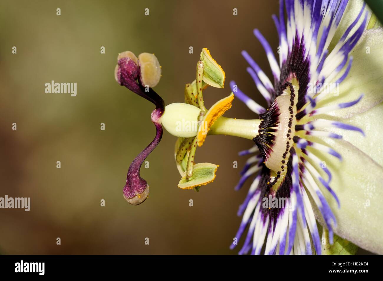 Passiflora edulis flower and fruit hi-res stock photography and images ...