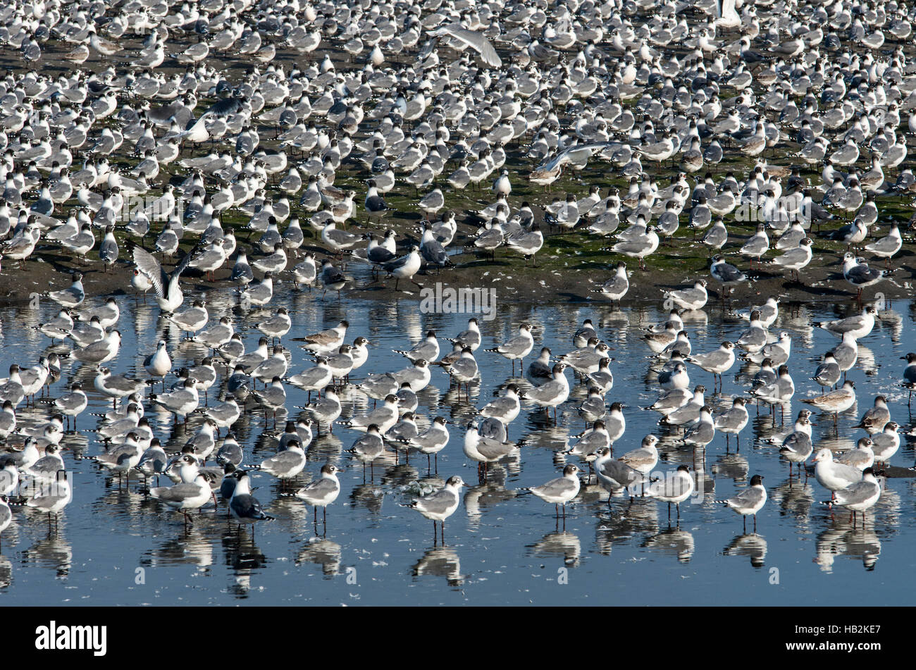 Flock of birds in La Punta, El Callao, Peru Stock Photo - Alamy