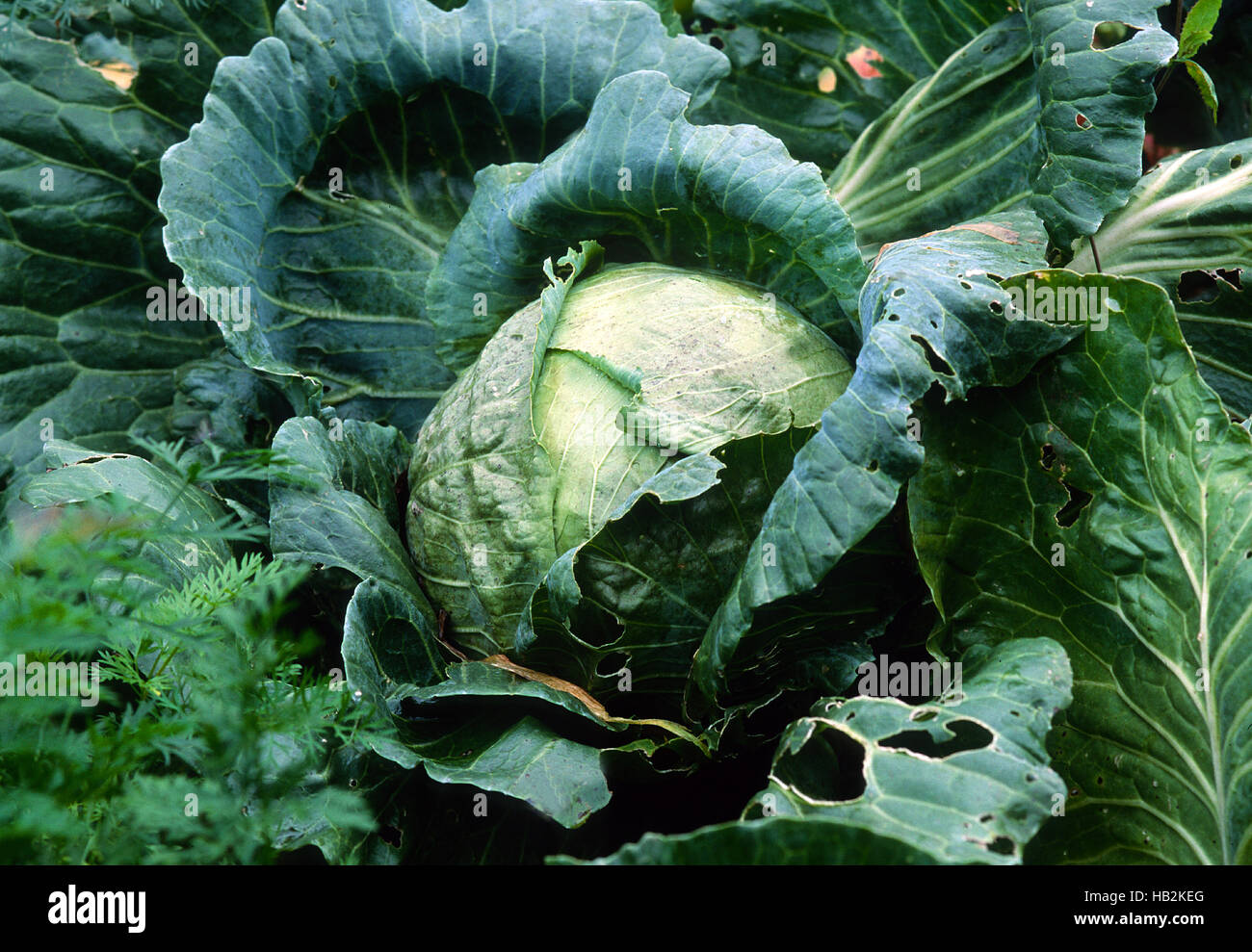 white cabbage, vegetables, cabbage Stock Photo - Alamy