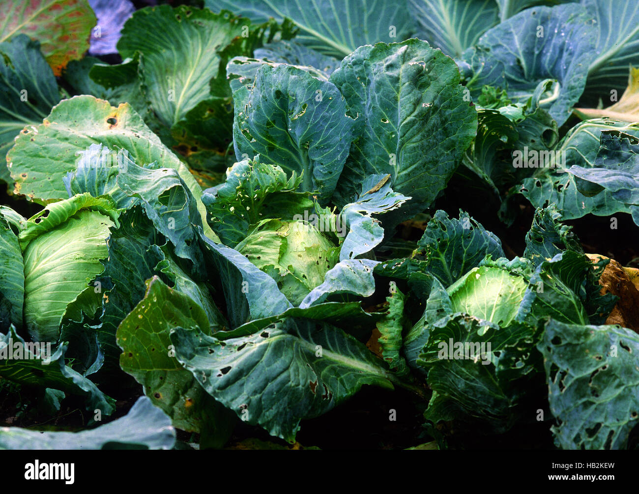 white cabbage, vegetables, cabbage Stock Photo - Alamy