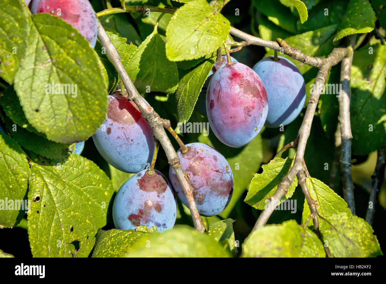 Ripe plum on green tree Stock Photo - Alamy