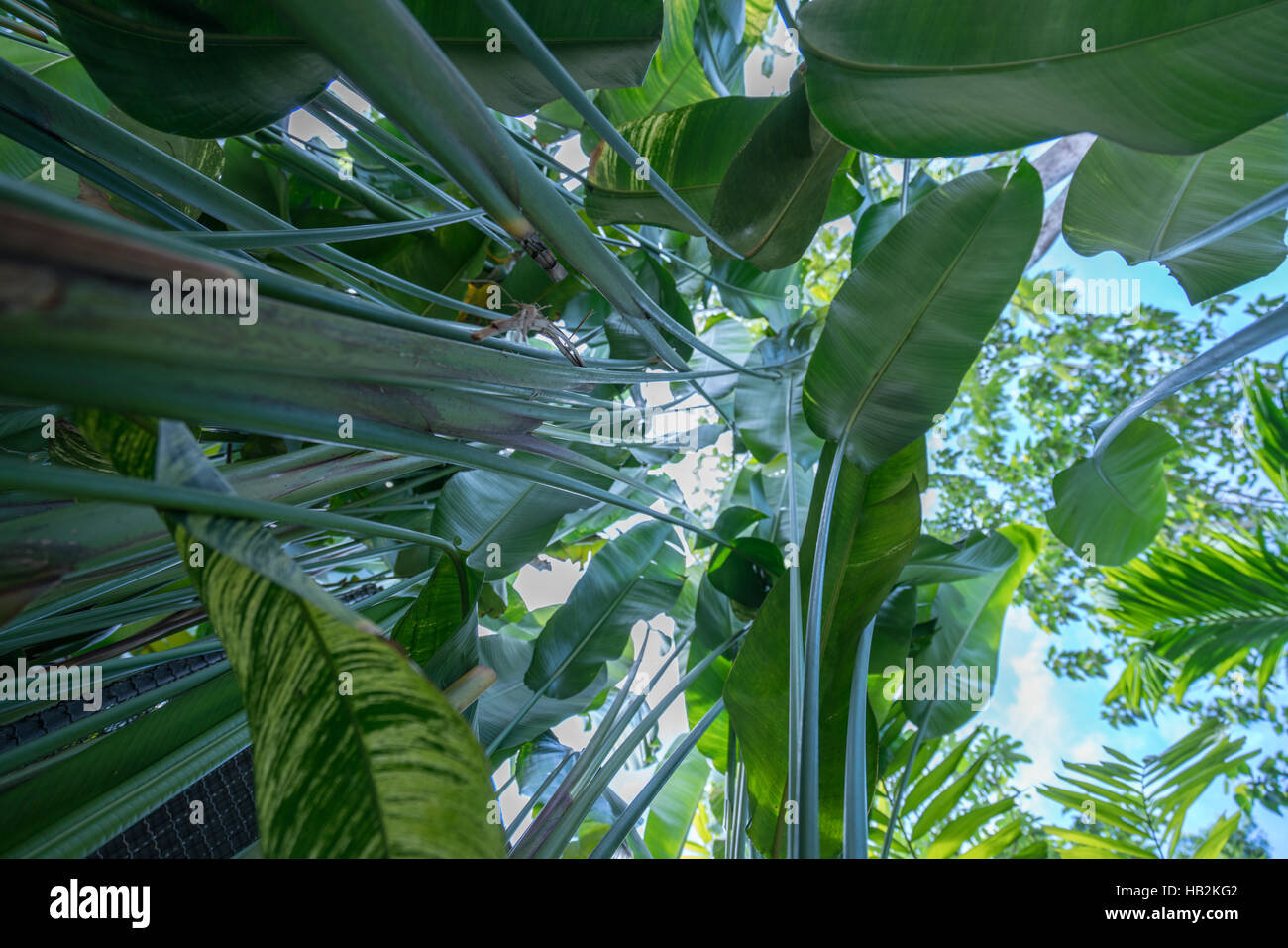 Bottom view on grass and leaves in tropical forest Stock Photo - Alamy