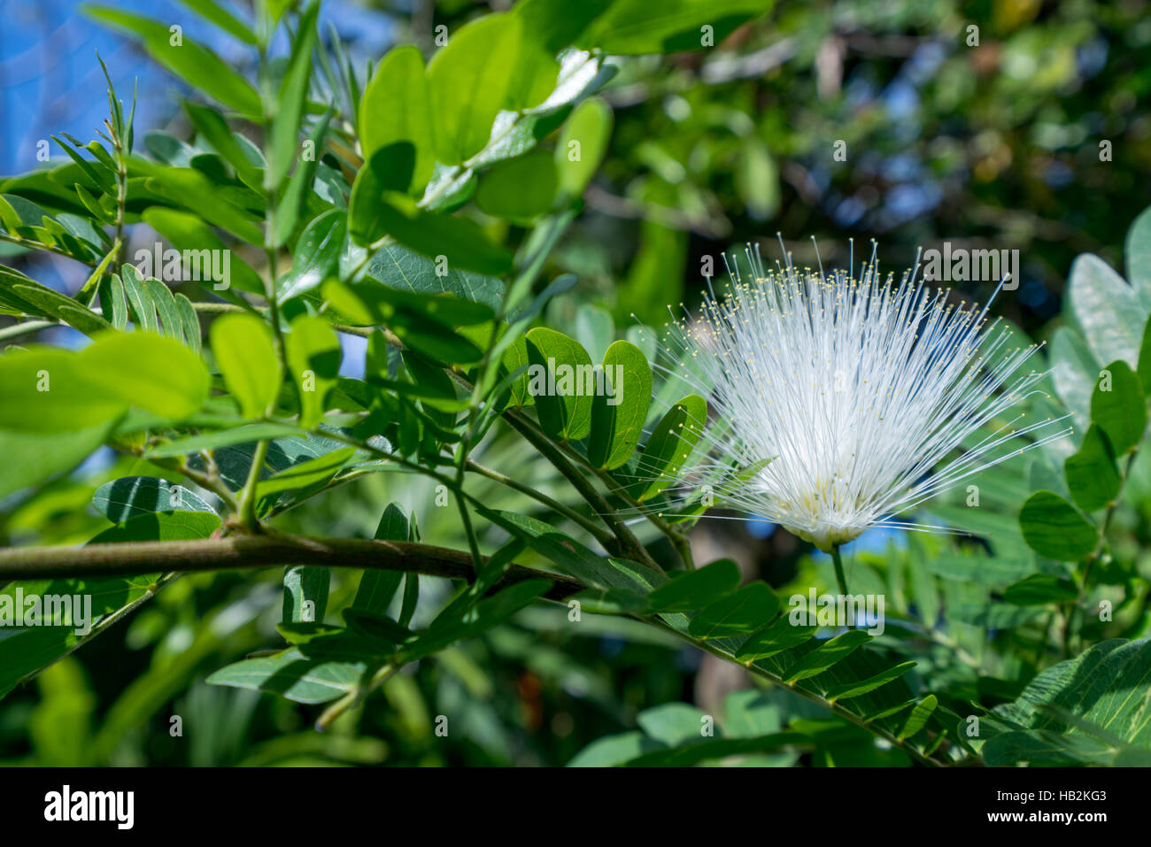 Image of sensitive plant called Mimosa Pudica Stock Photo - Alamy