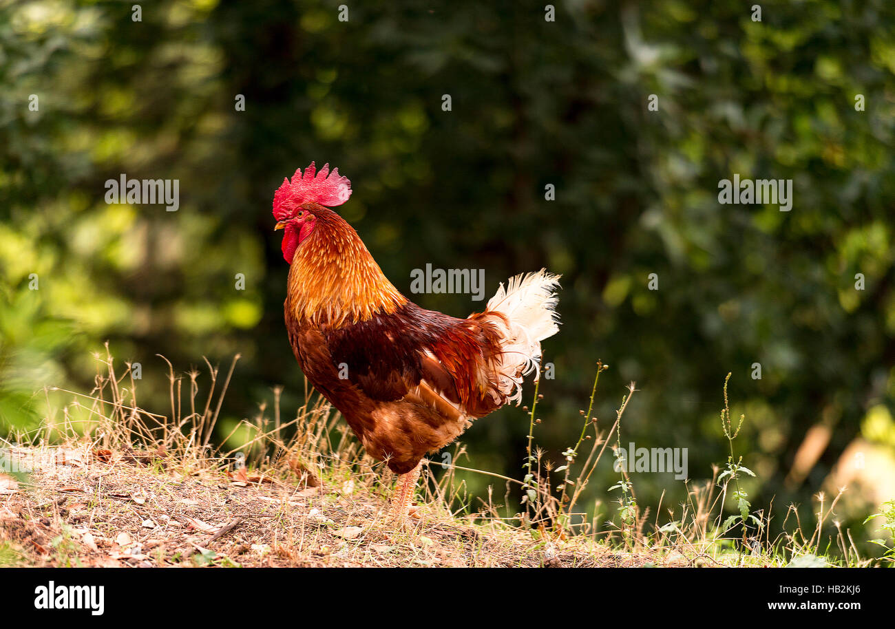 Barnyard hahn hi-res stock photography and images - Alamy
