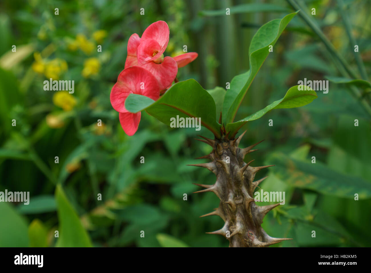 Image of amazing blooming cactus. Thailand Stock Photo - Alamy