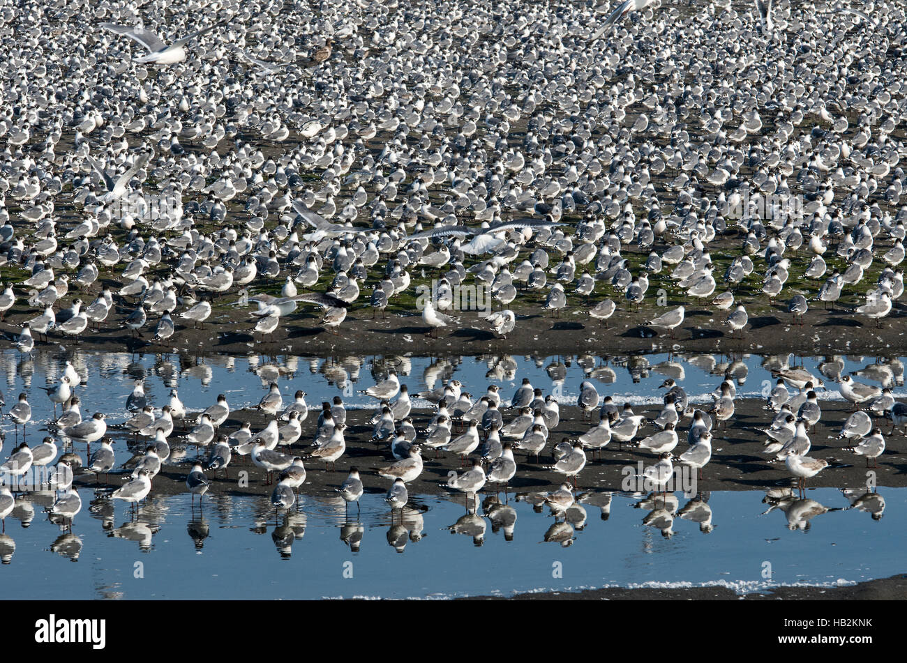Flock of birds in La Punta, El Callao, Peru Stock Photo - Alamy
