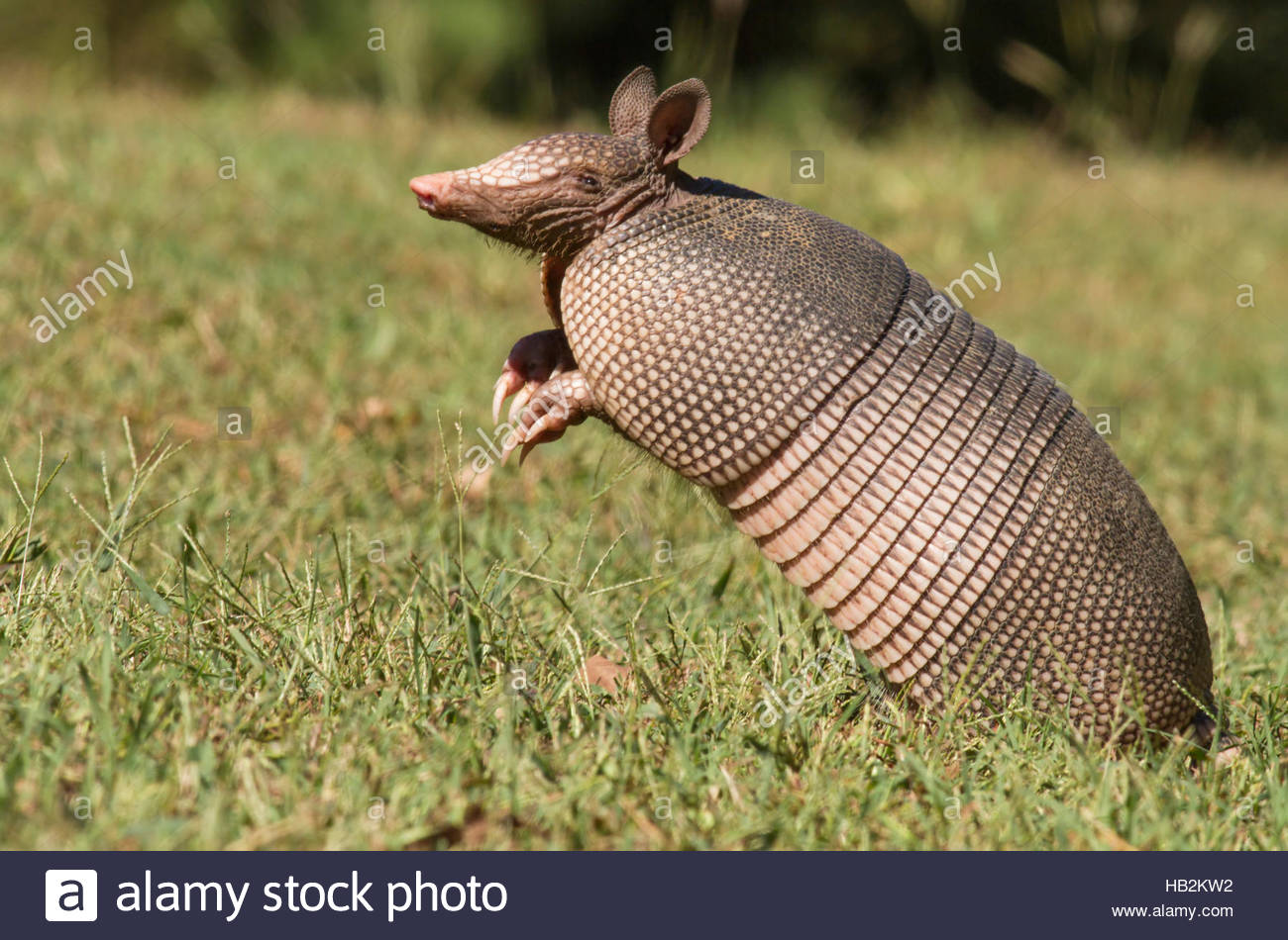 Armadillo Stock Photos & Armadillo Stock Images - Alamy