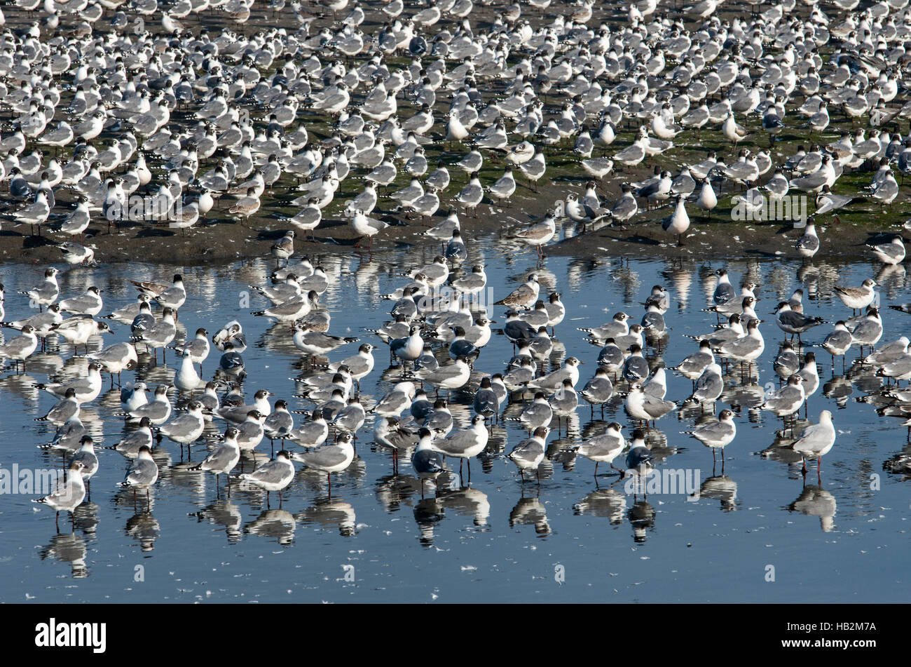 Flock of birds in La Punta, El Callao, Peru Stock Photo - Alamy