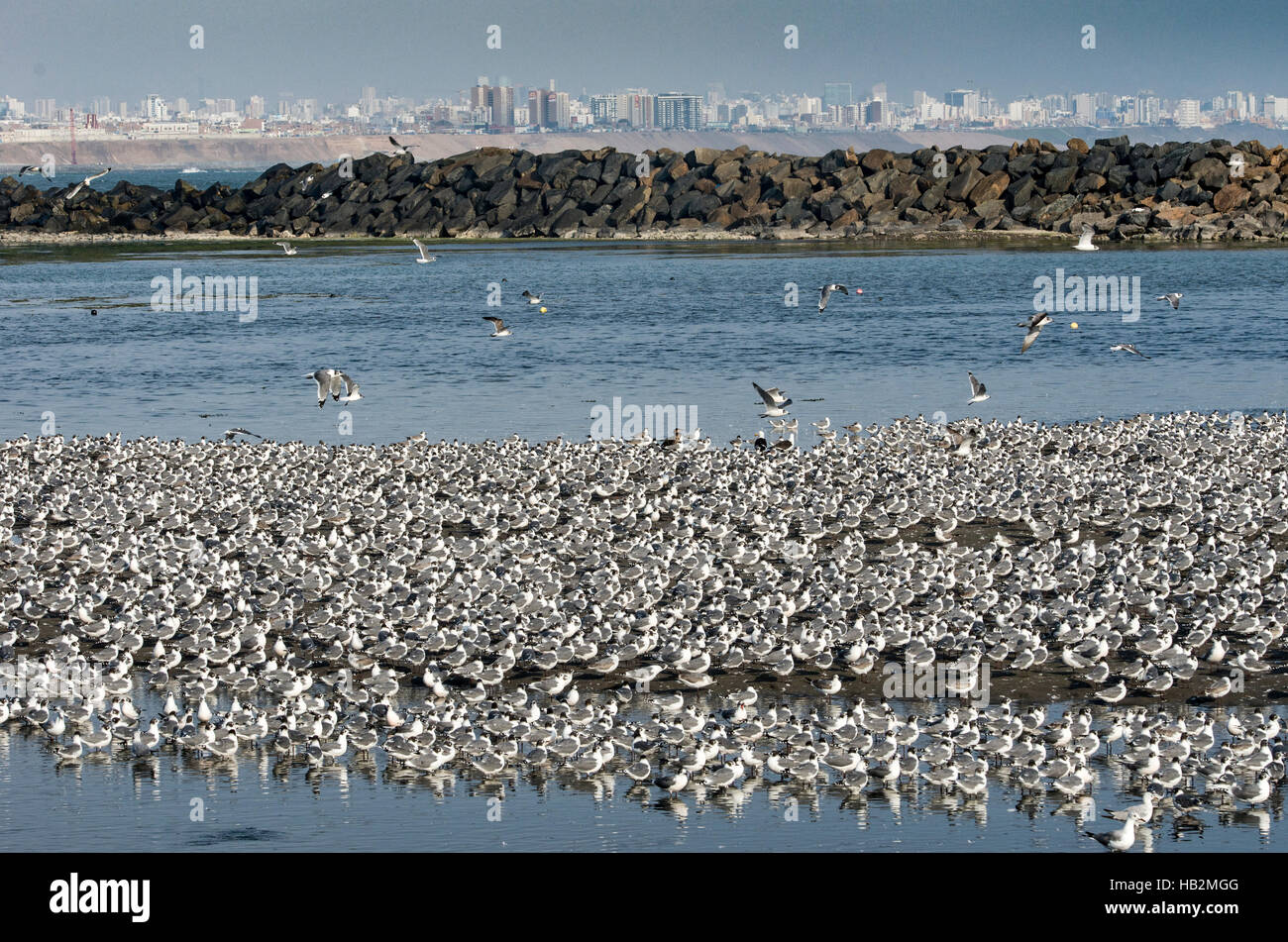 Flock of birds in La Punta, El Callao, Peru Stock Photo - Alamy