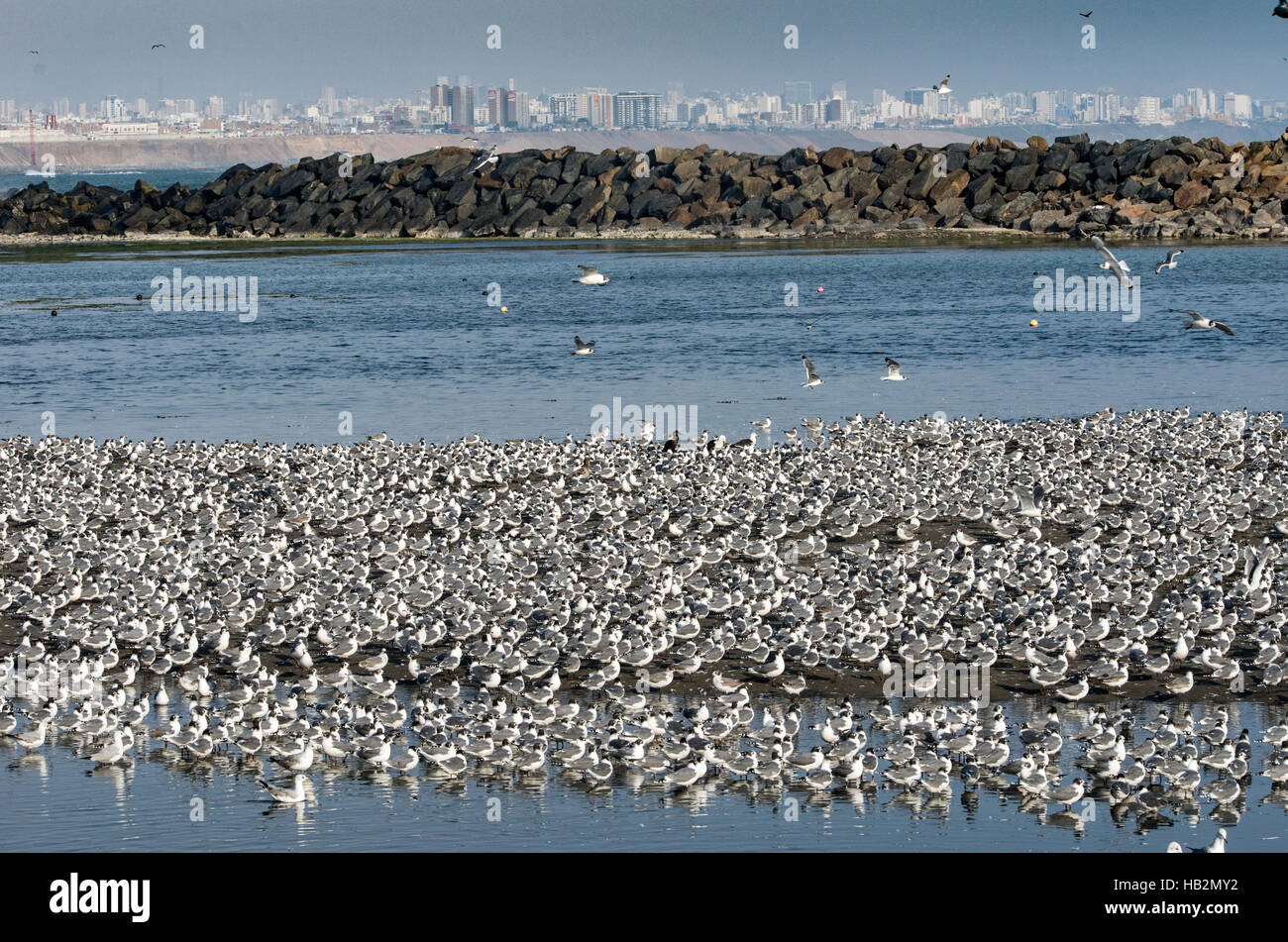 Flock of birds in La Punta, El Callao, Peru Stock Photo - Alamy