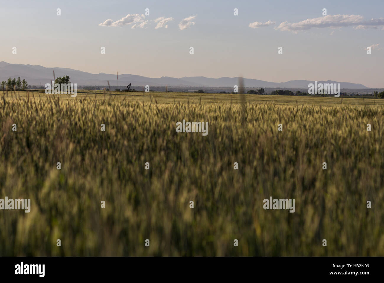 Wheat field in Colorado with a oil drill and mountains in the ...