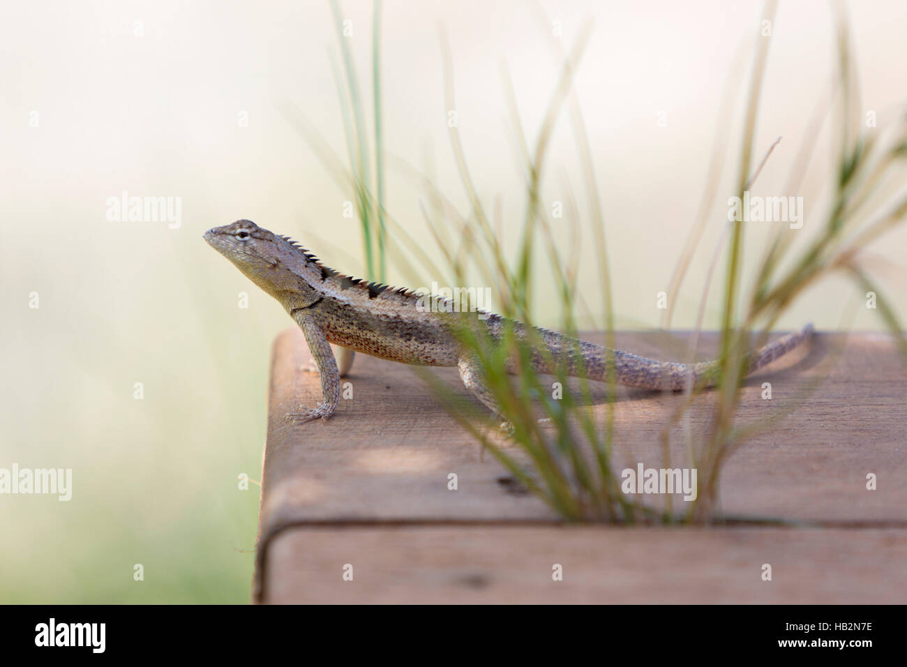 Side view of small gray lizard standing on the wooden pier with generic ...