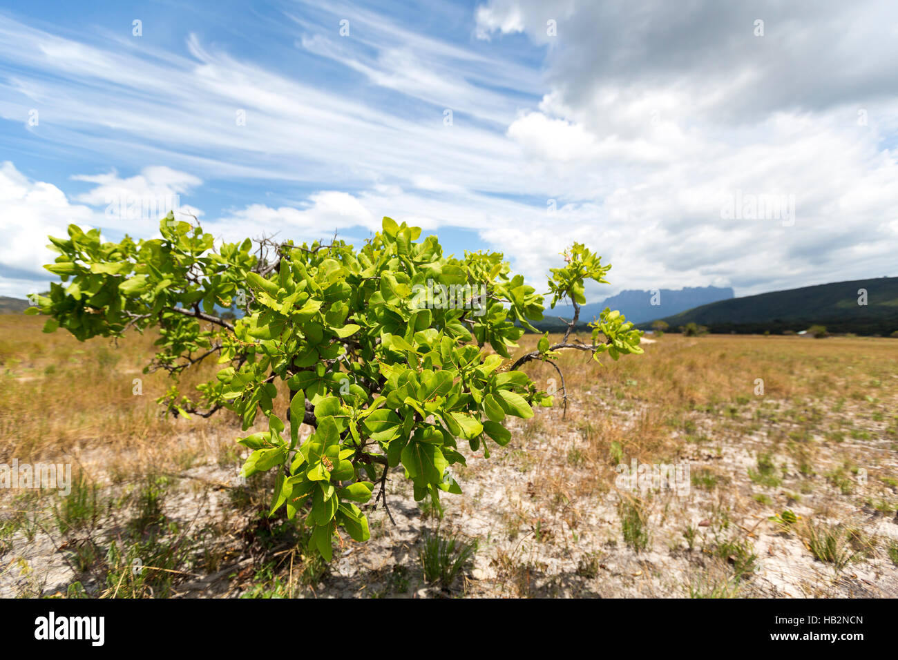 Green bush and Angel Fall in the background Stock Photo - Alamy