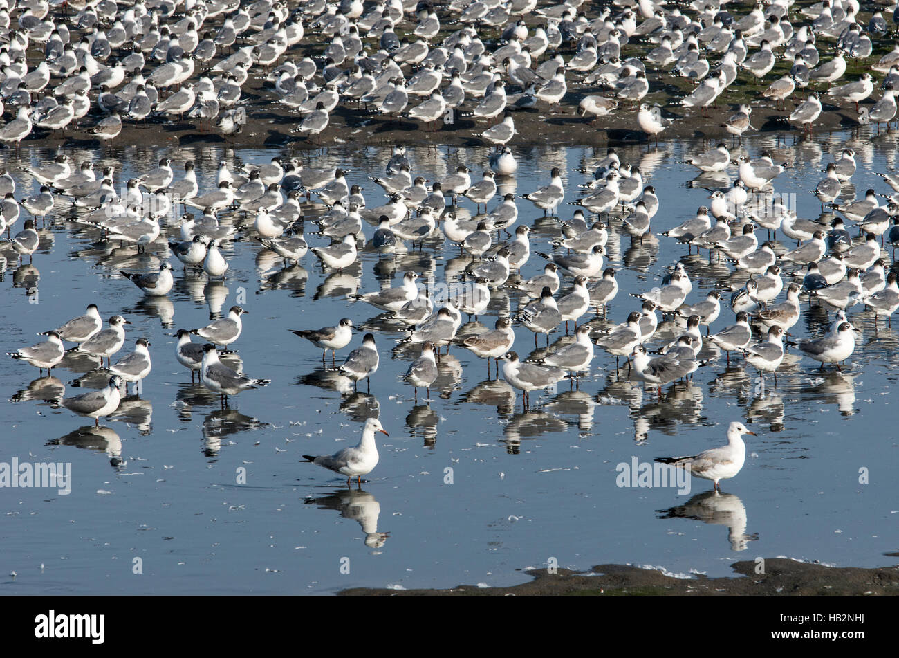 Flock of birds in La Punta, El Callao, Peru Stock Photo - Alamy