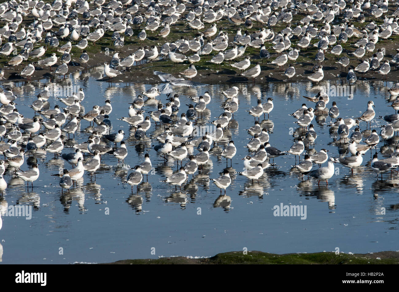 Flock of birds in La Punta, El Callao, Peru Stock Photo - Alamy